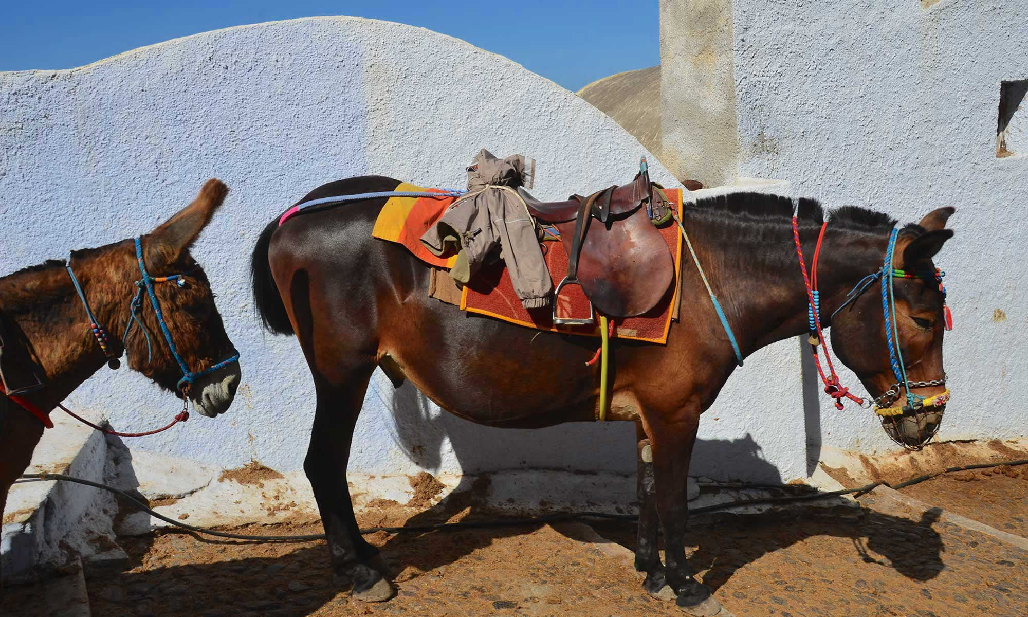 Photo du Jour: The Santorini Donkey – Travels with Tricia