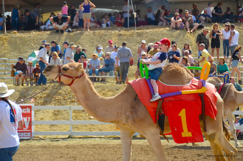 A Day at the Virginia City Camel & Ostrich Races – Travels with Tricia