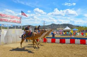 A Day at the Virginia City Camel & Ostrich Races – Travels with Tricia