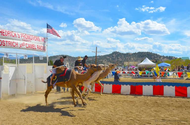 A Day at the Virginia City Camel & Ostrich Races – Travels with Tricia