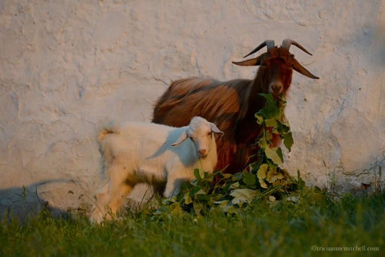 A Lesson in Making Yogurt in Kalofer, Bulgaria – Travels with Tricia