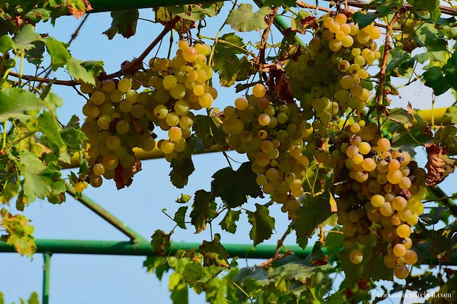 Grape Diplomacy in the Moldovan Countryside – Travels with Tricia