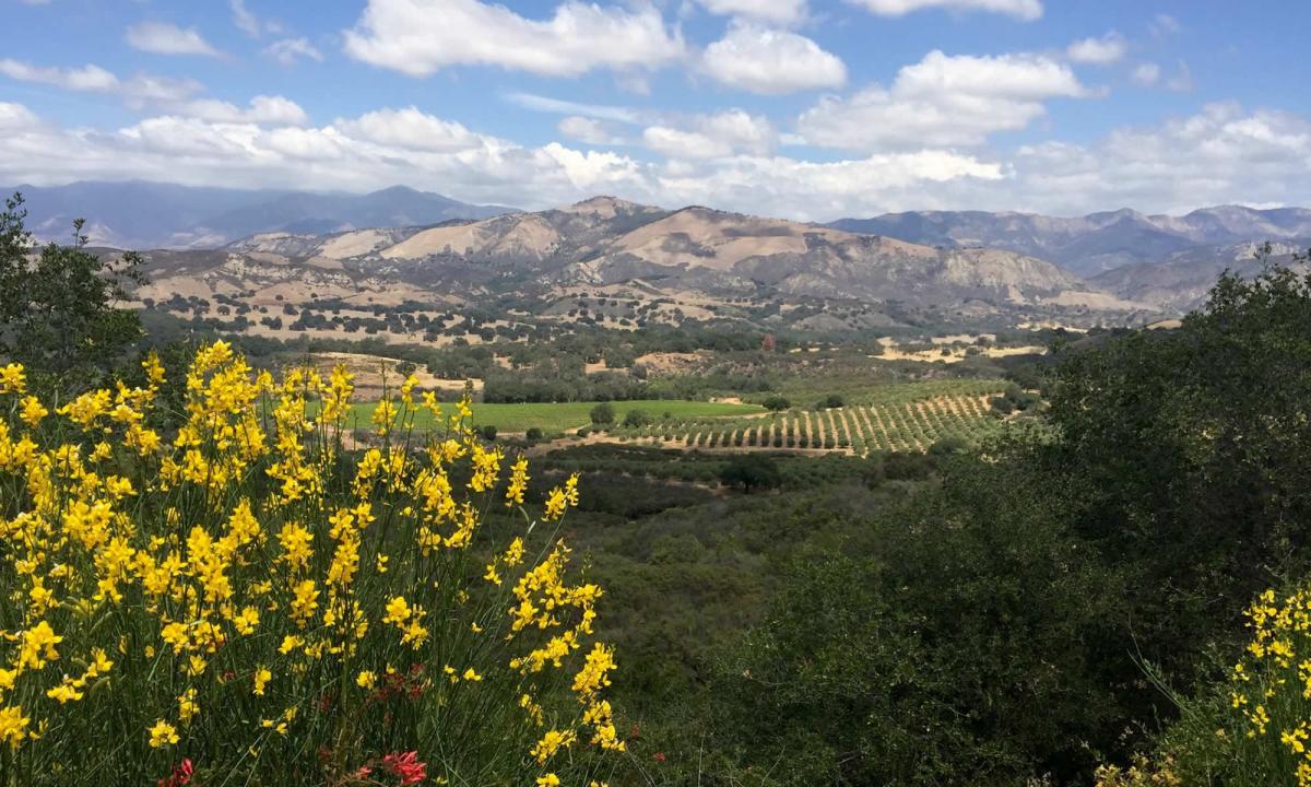 On the Sideways Movie Trail: A Wine Tasting Tour of Santa Barbara ...