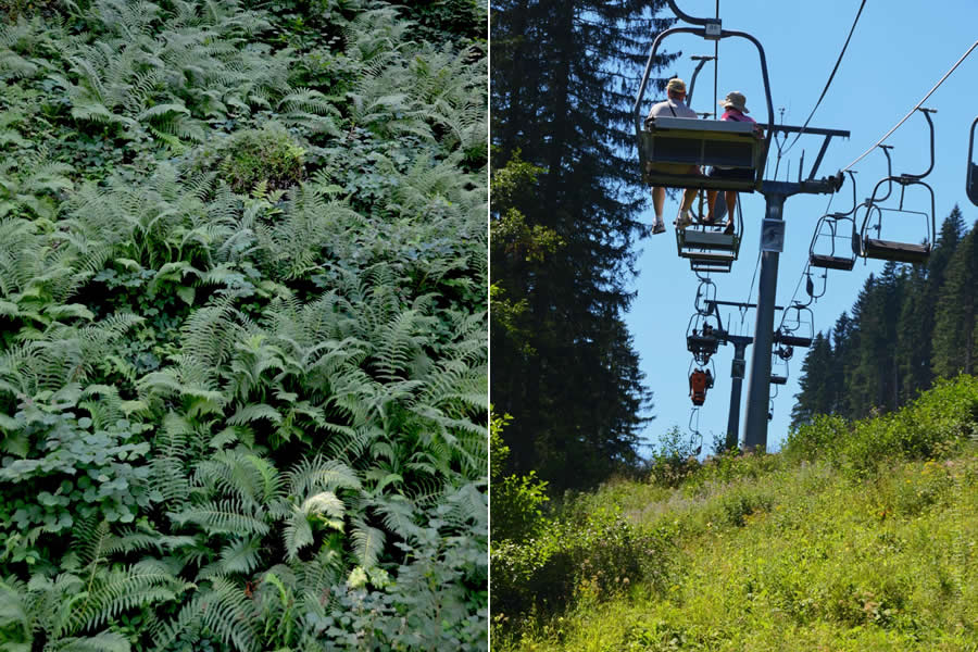 Curvy Exhilaration: Riding the Alpine Coaster in Oberammergau, Germany ...