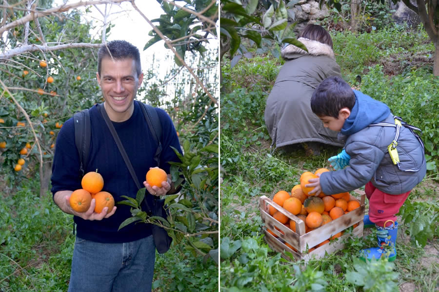 Of Orange Groves & Tangerine Sunsets: An Ecotour in Rural Malta ...