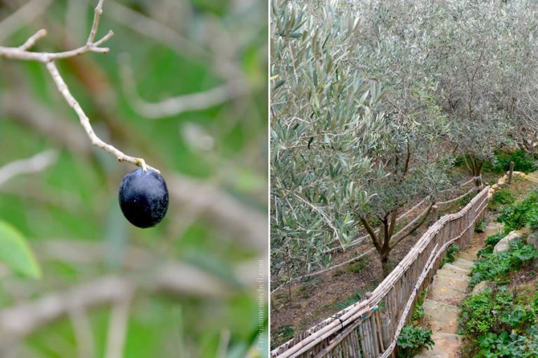 Green and Tranquil Malta: Tasting Maltese Food and Wine in the ...