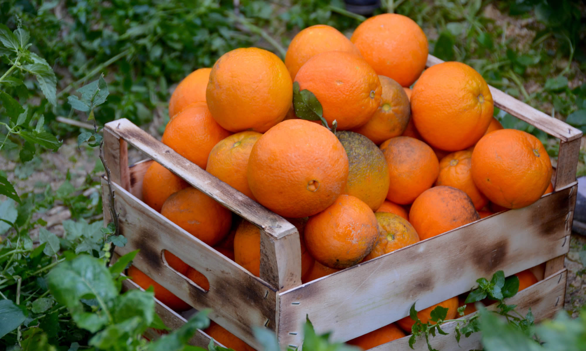 Of Orange Groves & Tangerine Sunsets: An Ecotour in Rural Malta ...