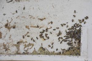 A Bittersweet Introduction to Malta’s Celebrated Honey and Bees ...