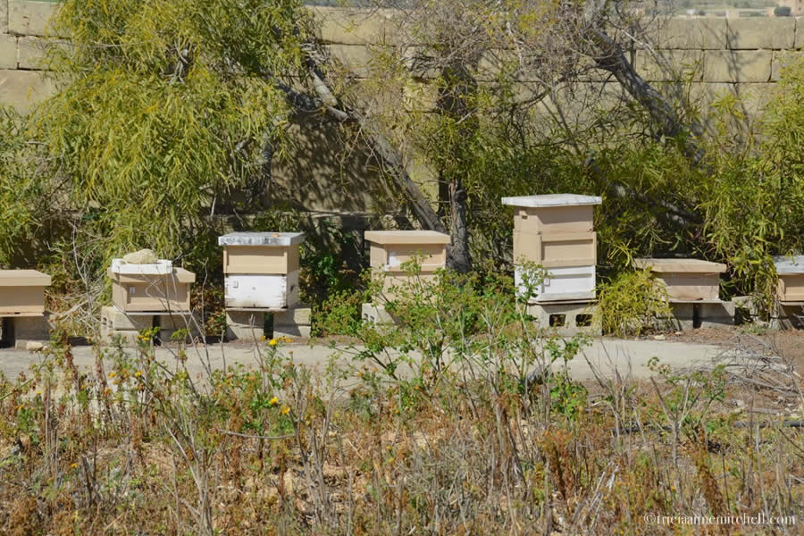 A Bittersweet Introduction to Malta’s Celebrated Honey and Bees ...