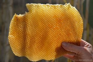 A Bittersweet Introduction to Malta’s Celebrated Honey and Bees ...