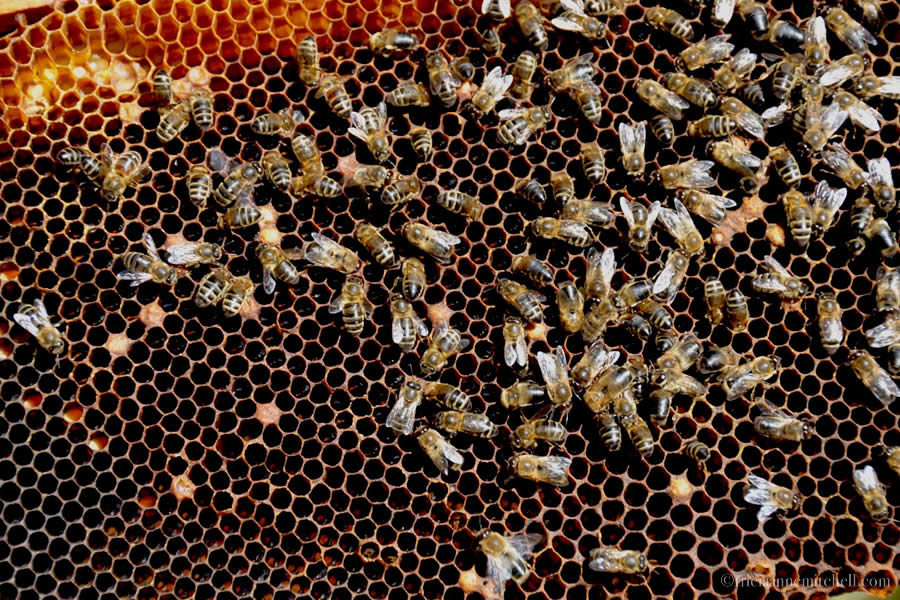 A Bittersweet Introduction to Malta’s Celebrated Honey and Bees ...