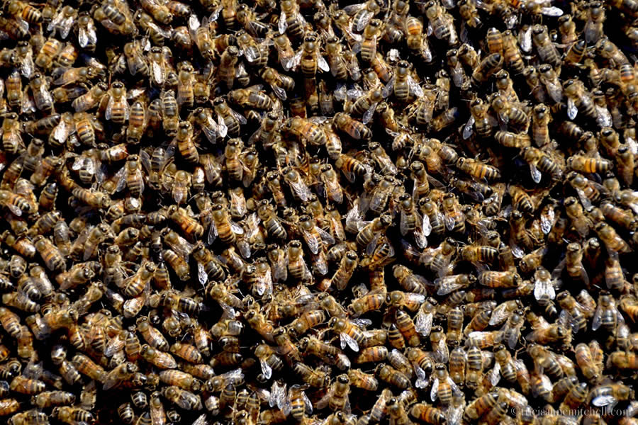 A Bittersweet Introduction to Malta’s Celebrated Honey and Bees ...