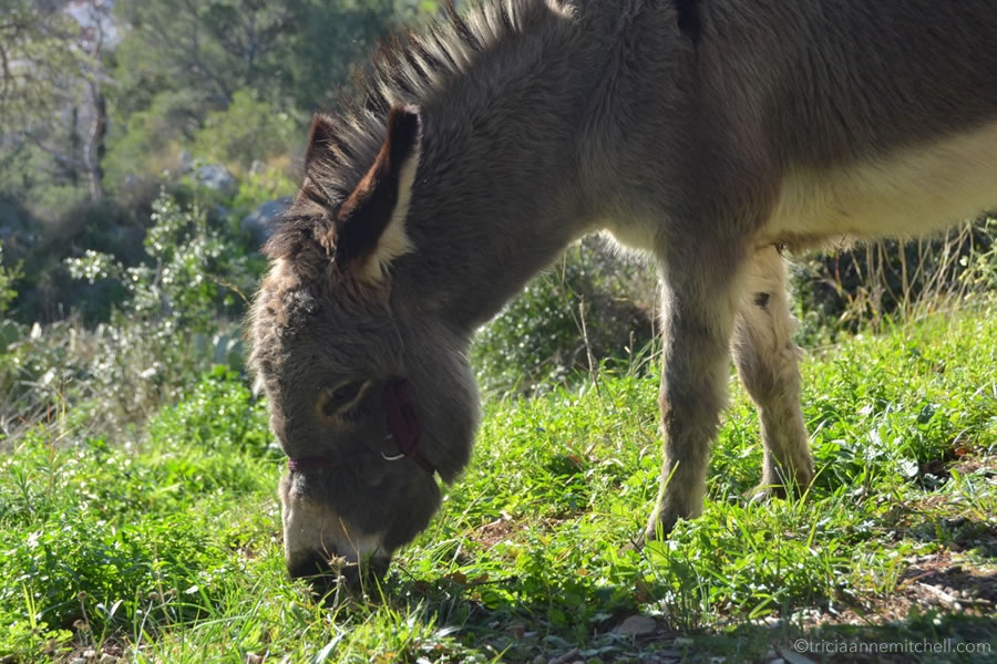 A Sanctuary for the Lovable and Threatened Donkeys of Split, Croatia ...