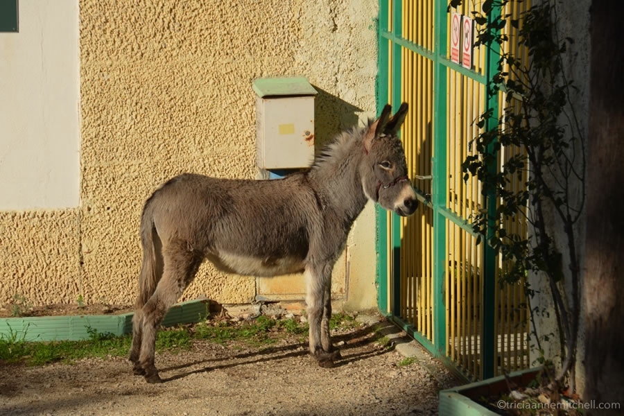 A Sanctuary for the Lovable and Threatened Donkeys of Split, Croatia ...