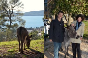 A Sanctuary for the Lovable and Threatened Donkeys of Split, Croatia ...