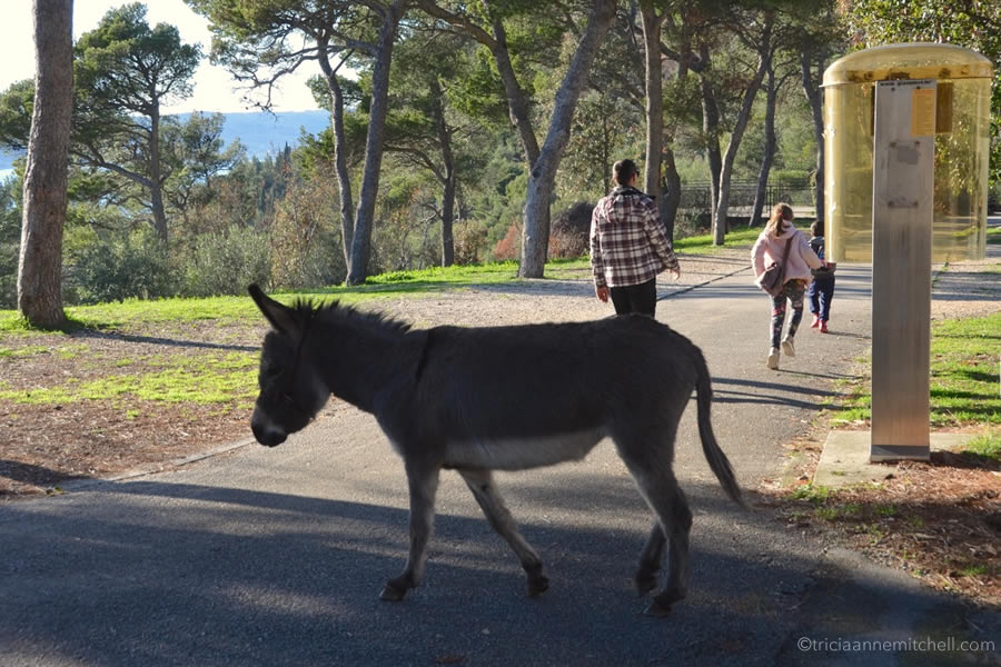 A Sanctuary for the Lovable and Threatened Donkeys of Split, Croatia ...