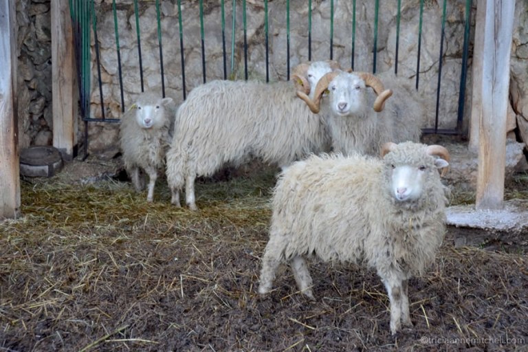 A Sanctuary for the Lovable and Threatened Donkeys of Split, Croatia ...