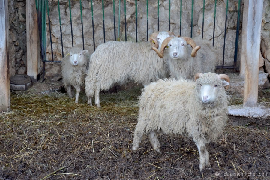A Sanctuary for the Lovable and Threatened Donkeys of Split, Croatia ...