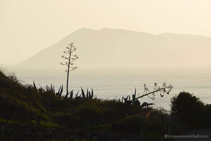 vis-island-croatia-agave – Travels with Tricia