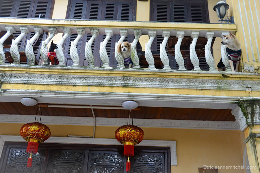 Photo du Jour: A Canine Convention on a Vietnamese Balcony – Travels ...